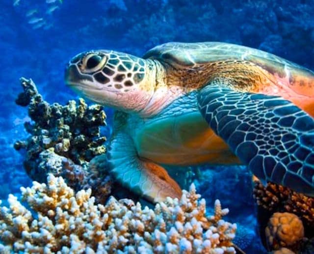 Egypt Diving Holidays → The Brief Guide to Diving in Egypt