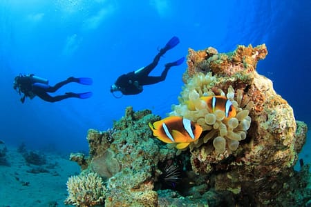 The Brief Sharm El Sheikh Diving Guide: Dive into the Red Sea's Hidden Gems
